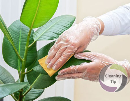 Learn Proper Plant Cleaning Without Causing Damage | Maids By Trade